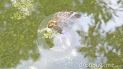 Toad are Survive from Death Stock Video - Video of cute, frog: 125905793