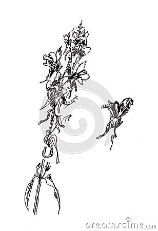 Toadflax, Graphic Black And White Drawing, Botanical Sketch Stock ...