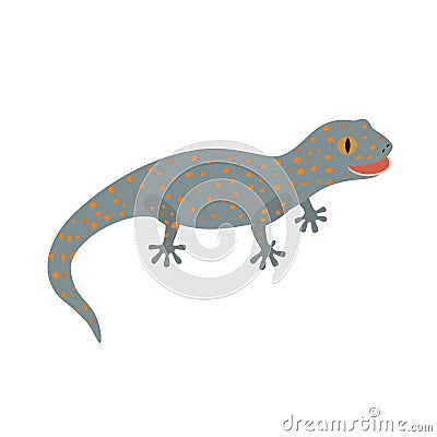 Tokay, Gecko, Calling Gecko Isolate White Vector Illustration ...