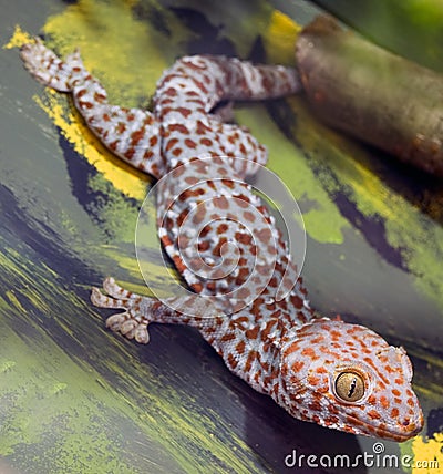 Tokay Gecko (Gekko Gecko) Royalty Free Stock Photos - Image: 8401718
