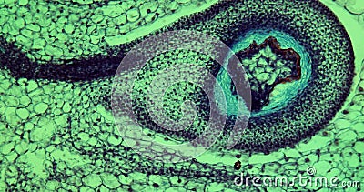 Tomato pulp stock footage. Video of macro, examination - 205441184