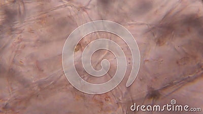 Tomato Under the Microscope Stock Footage - Video of magnification ...