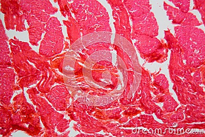 Tongue Cells Under The Microscope Stock Image | CartoonDealer.com #57674923