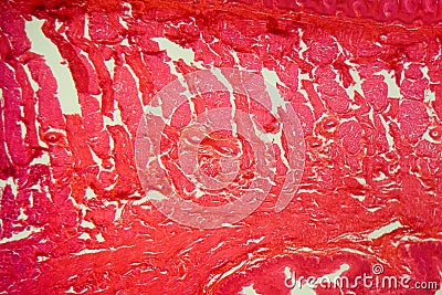 Tongue Cells Under The Microscope Royalty-Free Stock Image ...