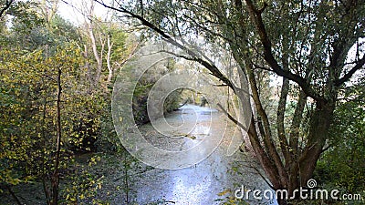 In too the green wood stock video. Video of fresh, video - 36629332