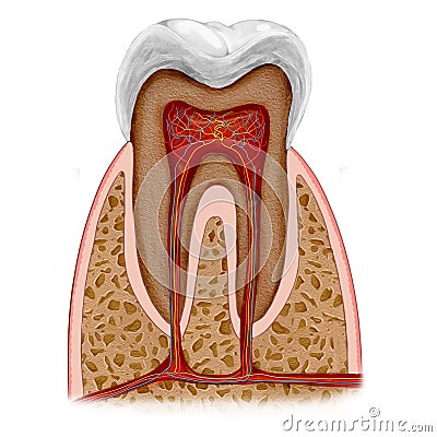 Tooth Anatomy Stock Illustration | CartoonDealer.com #36972109