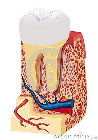 Tooth Anatomy (model) Cartoon Vector | CartoonDealer.com #28498331