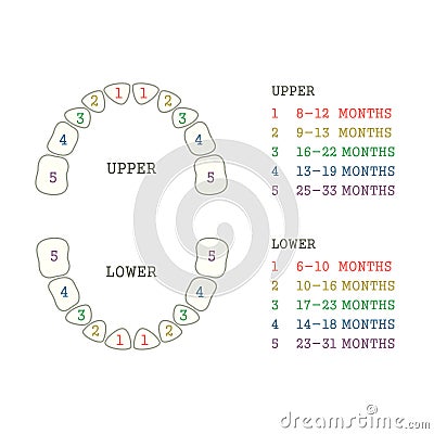 Tooth Chart, Human Teeth Cartoon Vector | CartoonDealer.com #53699257