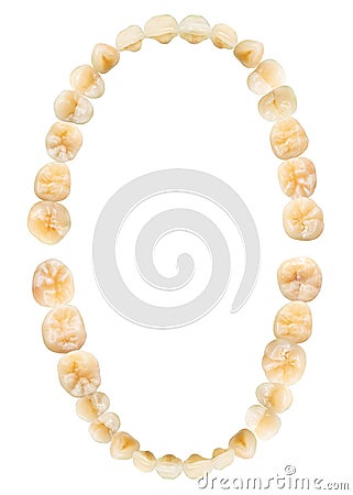 Tooth Diagram Photography . Real Teeth Chart . Top View . Isolated ...