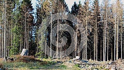 Top View of Pine Forest and Ground Level Stock Video - Video of forest ...