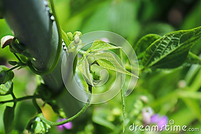 Top View Of Bean Stems Climbing Up A Pole Stock Photo | CartoonDealer ...