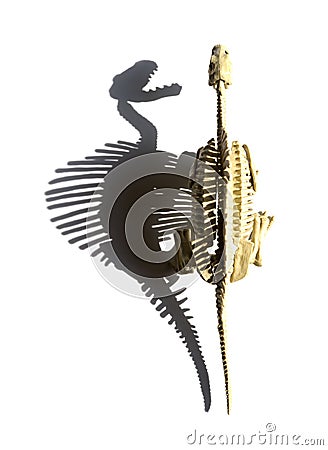 Top View Spinosaurus Skeleton With Shadow On White Background Royalty ...