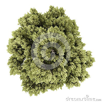 Top View Of Sycamore Maple Tree On White Royalty-Free Illustration ...