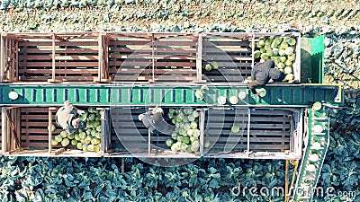 Top View of Tractor Conveyor with Farmers Using it To Load Cabbage ...