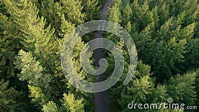 Top View of a Trail in a Forest with a Man Walking through it Stock ...