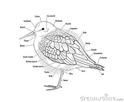 Topography Of A Bird Stock Photography | CartoonDealer.com #64241354