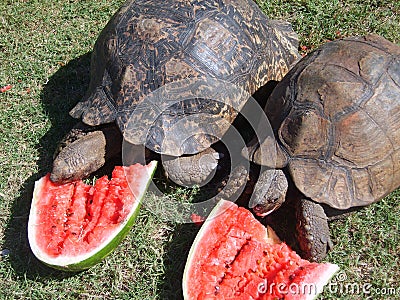 Tortoises Eating Watermelon Stock Photography - Image: 1957992