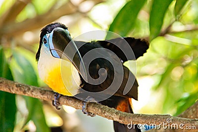 Toukan Looking Stock Image - Image: 8044611