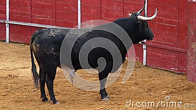 Touro Espanhol Poderoso, Arena Da Tourada Video Estoque - Vídeo de ...
