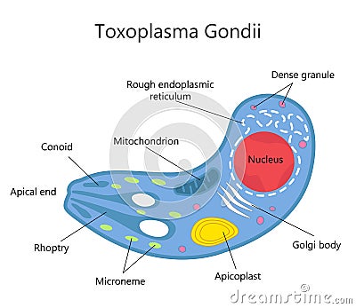 Toxoplasma Gondii Stock Illustrations – 152 Toxoplasma Gondii Stock ...