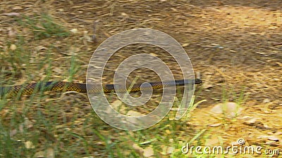 Gwardar Snake Concelaed in Grass Stock Video - Video of slither ...