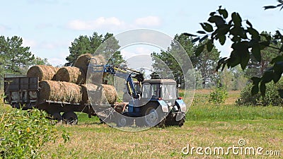 Tractor loading hay stock footage. Video of barley, cutting - 98486516