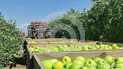Tractor Picking Apple Boxes in an Apple Orchard Stock Video - Video of ...
