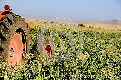 Tractor Working In Corn Field Stock Photography - Image: 5635762