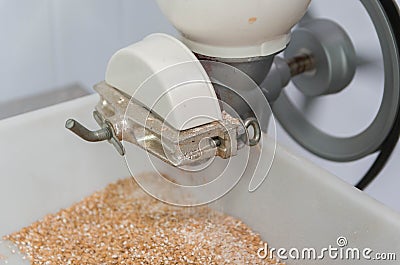 Traditional Homebrewing Malt Grinder, Grinding Pilsen Malt Stock Photo ...