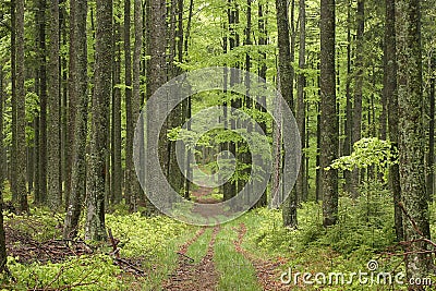 Trail Royalty Free Stock Images - Image: 288659