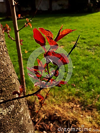 Translucent Red Leaves On A Tree Royalty-Free Stock Photography ...