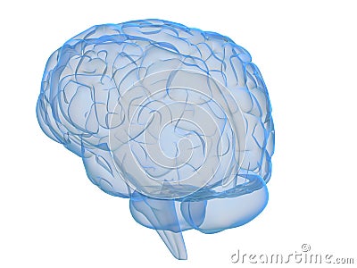 Transparent Brain Royalty Free Stock Photos - Image: 4501678