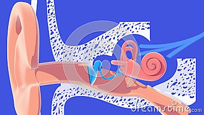 3d Animation of the Anatomy of the Inner Ear with Flat Colors, Cut Out ...