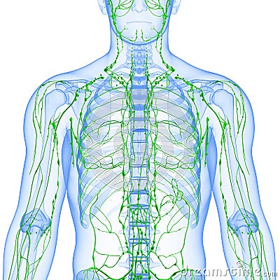 Transparent Lymphatic System Isolated With White Royalty-Free ...
