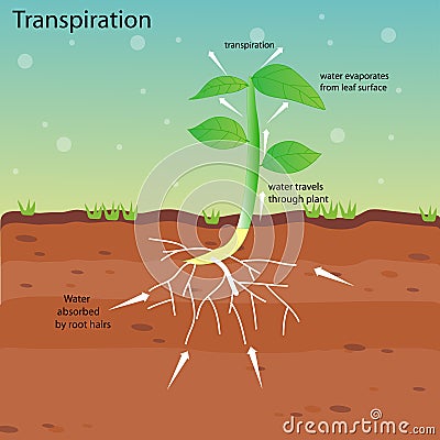 Transpiration In Plants Animation