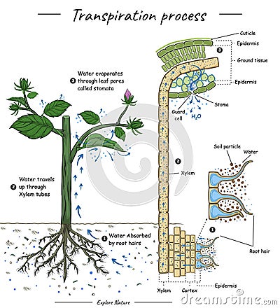 Transpiration Process Or Plant Cohesion With Anatomy Cartoon Vector ...