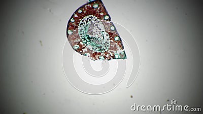 Transversal Section on Pinus Leaf Filmed Under Microscope with 40x ...