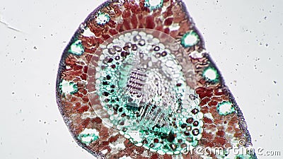 Transversal Section on Pinus Leaf Filmed Under Microscope with 100x ...