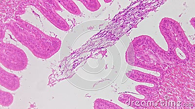 Transversal Section of Testis Shown Under Microscope and Magnified in ...