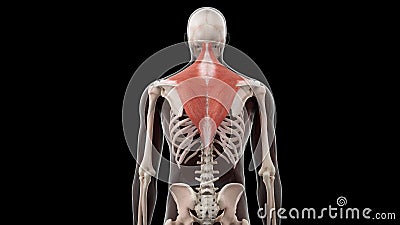 The trapezius stock video. Video of anatomy, rotate - 140283159