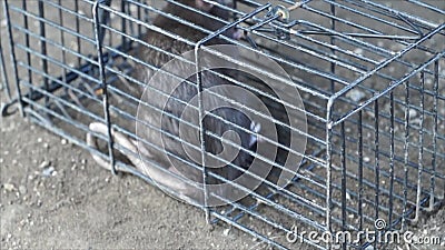 Trapped mouse in wire cage stock footage. Video of danger - 112819052