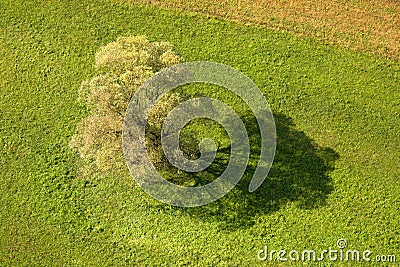 Tree From Above Stock Images - Image: 13827984