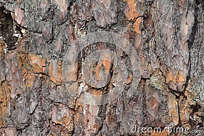 Tree Birk Texture Stock Photo | CartoonDealer.com #116171472