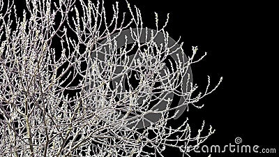 Tree Branch on Alpha Channel Stock Footage - Video of greenscreen ...