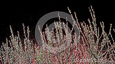 Tree Branch On Alpha Channel Stock Footage - Video of botanical, green ...