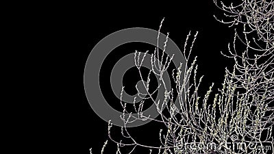 Tree Branch on Alpha Channel Stock Video - Video of cutout, matte ...
