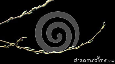 Tree Branch on Alpha Channel Stock Footage - Video of botanical, color ...