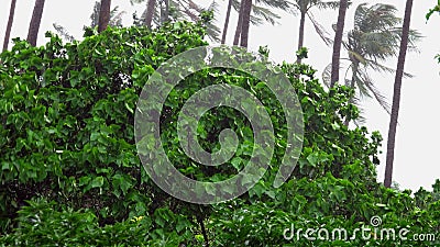 Tree Branches Bending Under Heavy Storm and Wind in Bad Weather Stock ...
