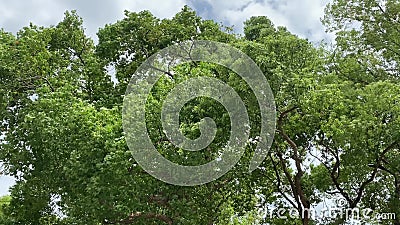 Trees Swaying in a Breeze stock footage. Video of breeze - 246037966
