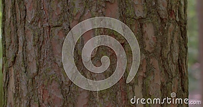 Movement Bark Pine Tree in Sunlight. Natural Background in Dynamics ...